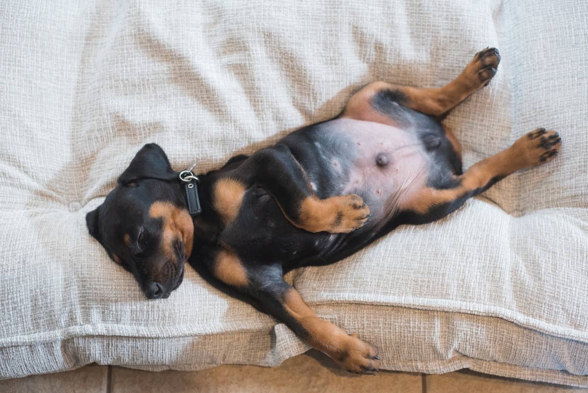 Miniature Pinscher Fakes Out Mom in Viral TikTok - PawNation