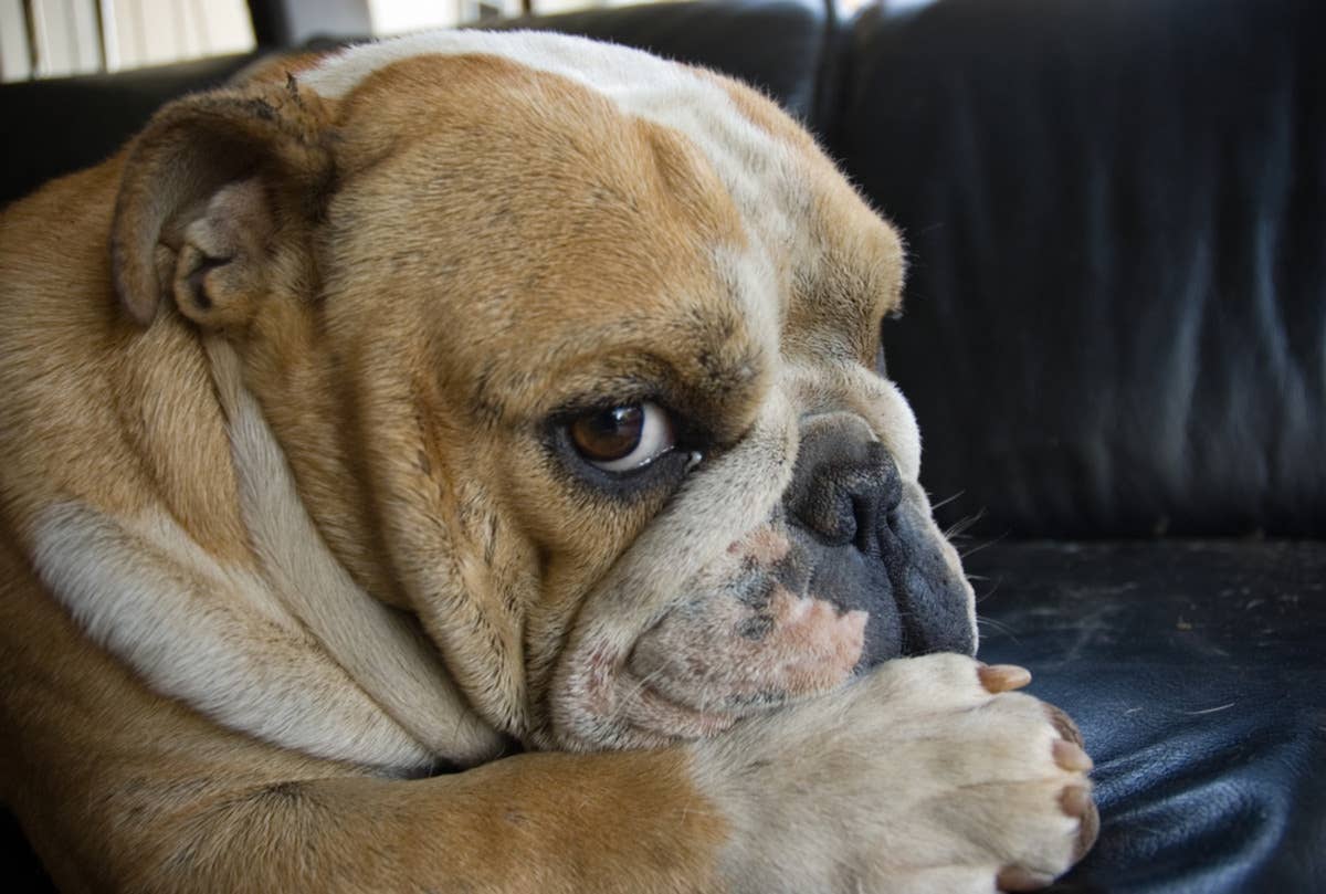 This Dramatic Bulldog Thinks Everything Is an Emergency - PawNation