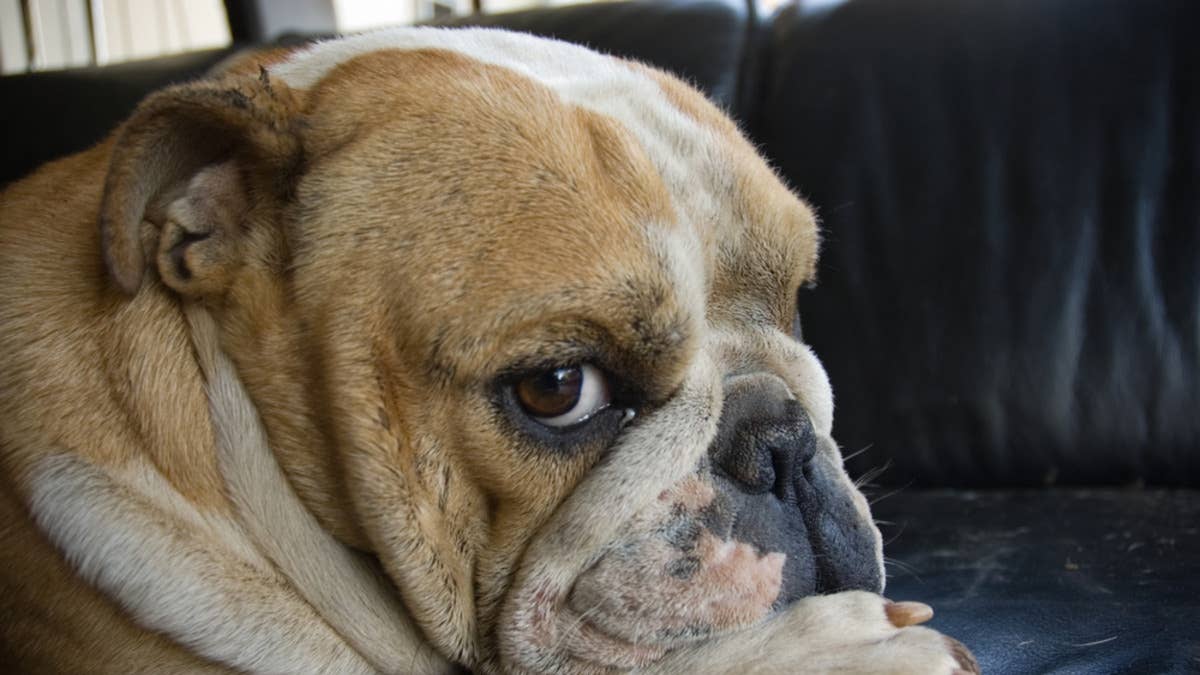 This Dramatic Bulldog Thinks Everything Is an Emergency - PawNation