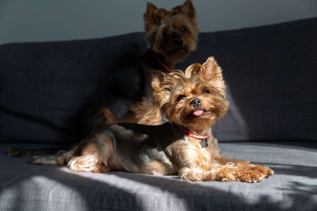 Yorkie Getting Scolded Adorably Tells His Mom Not To Point at Him - Paw ...