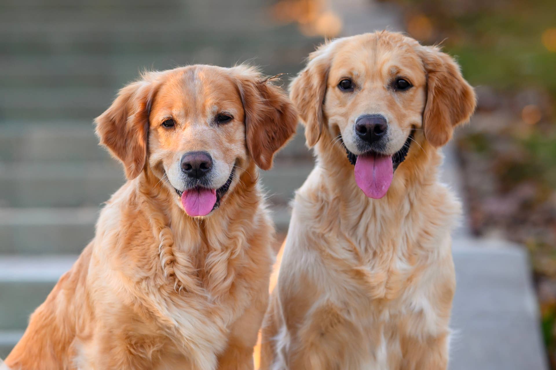 These Two Dogs Have Opposite Music Tastes and It’s Golden - PawNation