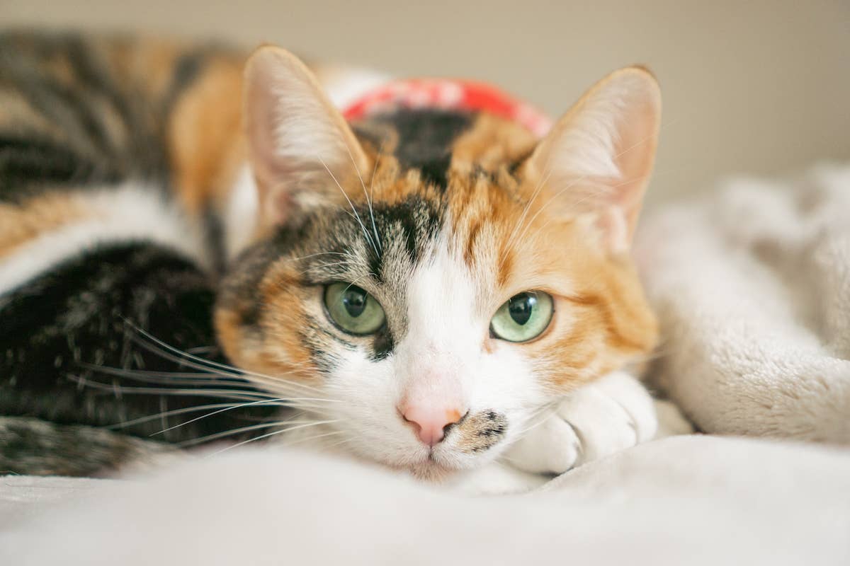 DIY Hanging Lick Mats Tap Into Your Cat's Hunting Instincts - PawNation