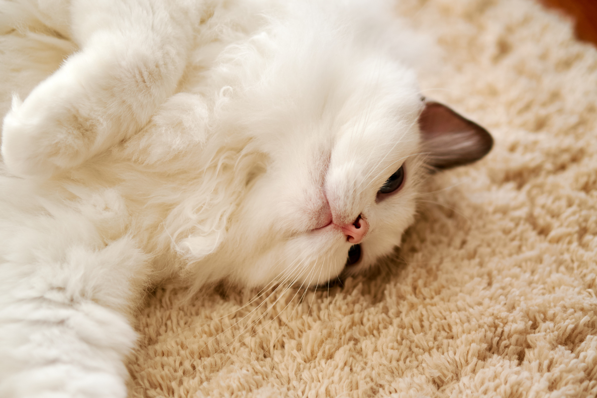 Fluffy Ragdoll Cat’s Chill Reaction to Dad’s Belly Raspberries Is ...