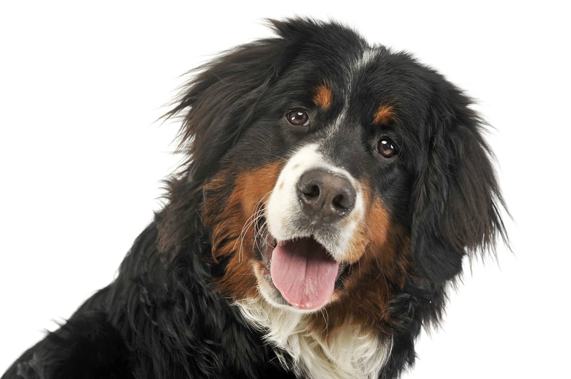 Bernese Mountain Dog Chooses Between Mom and Dinner and It’s ...