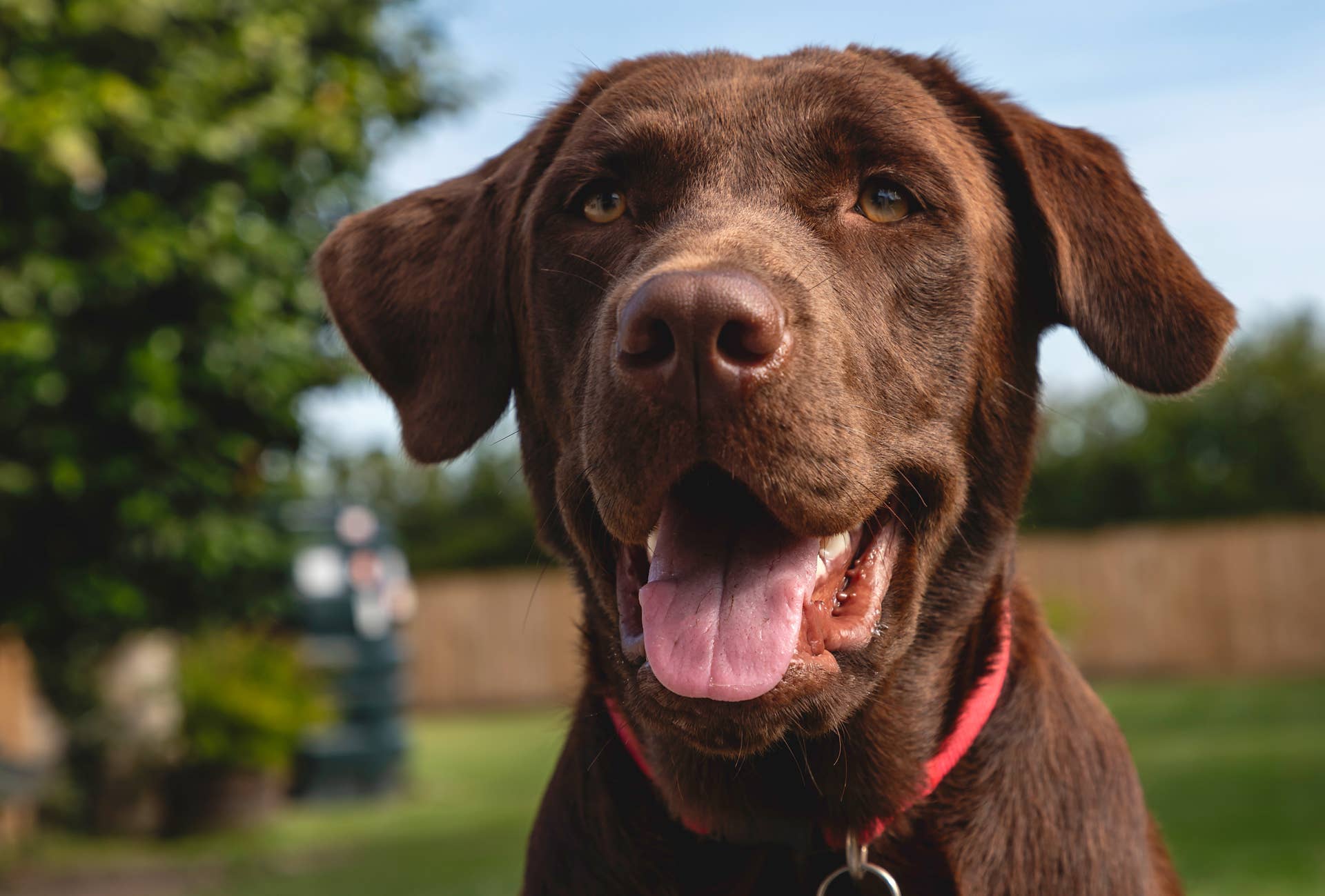Chocolate Labrador Models Her New Collar and Now Every Dog Wants One ...