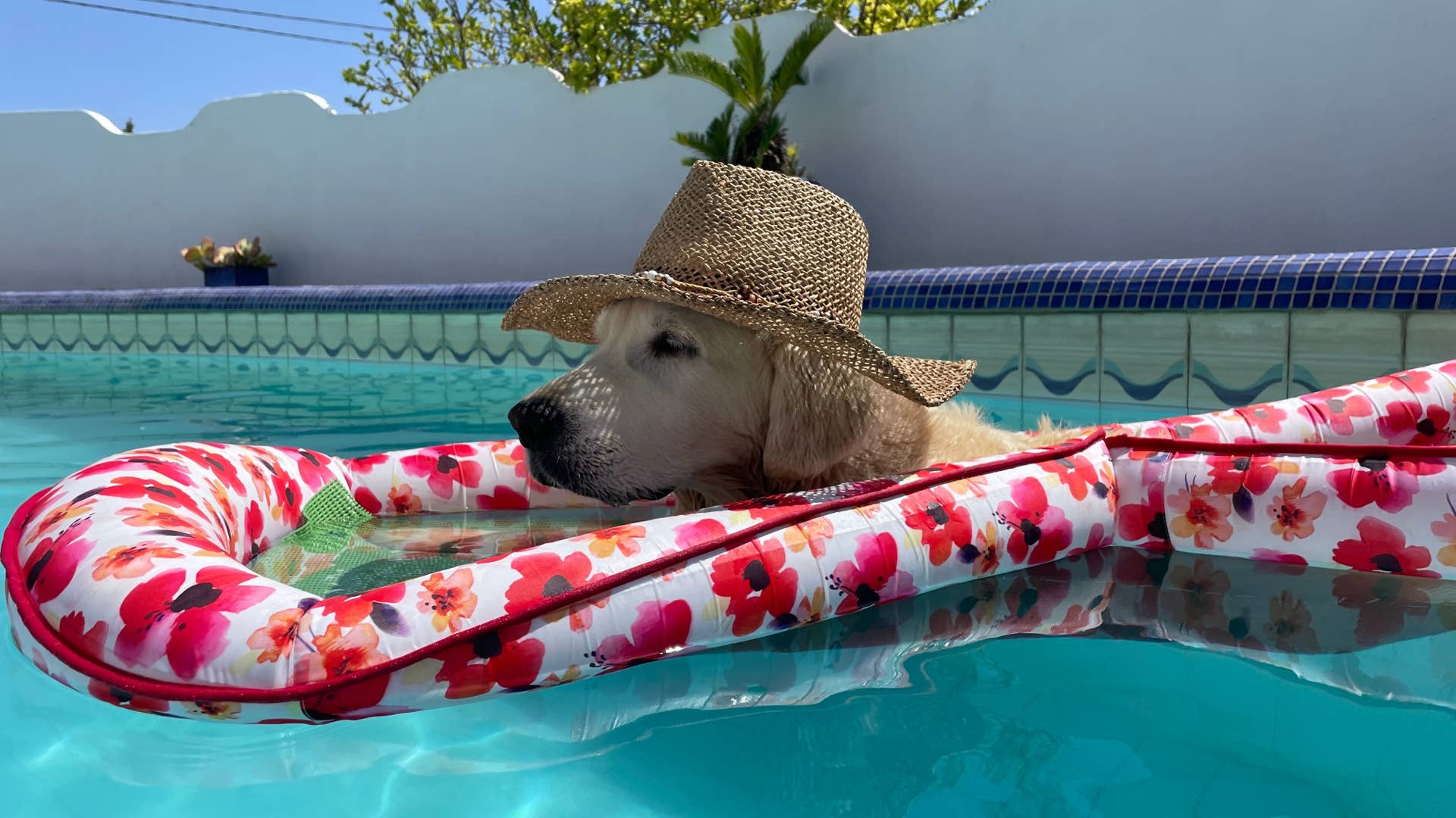 Golden Retriever Is Living Her Best Life Now That Hot Girl Summer Is ...