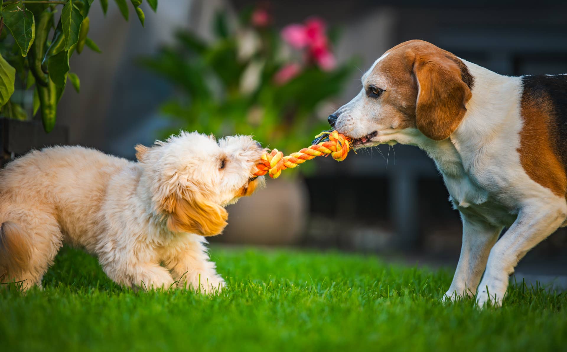 Beagle Crashes Dog Training Session in the Park - Paw Nation