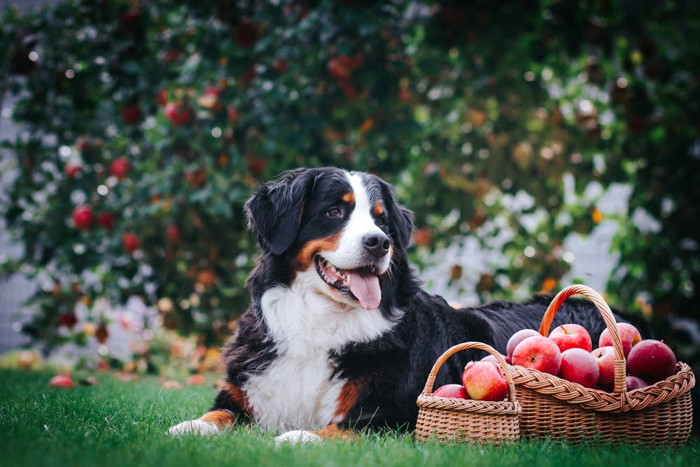 Bernese Mountain Dog Tries Bobbing for Apples and Chaos Ensues - PawNation