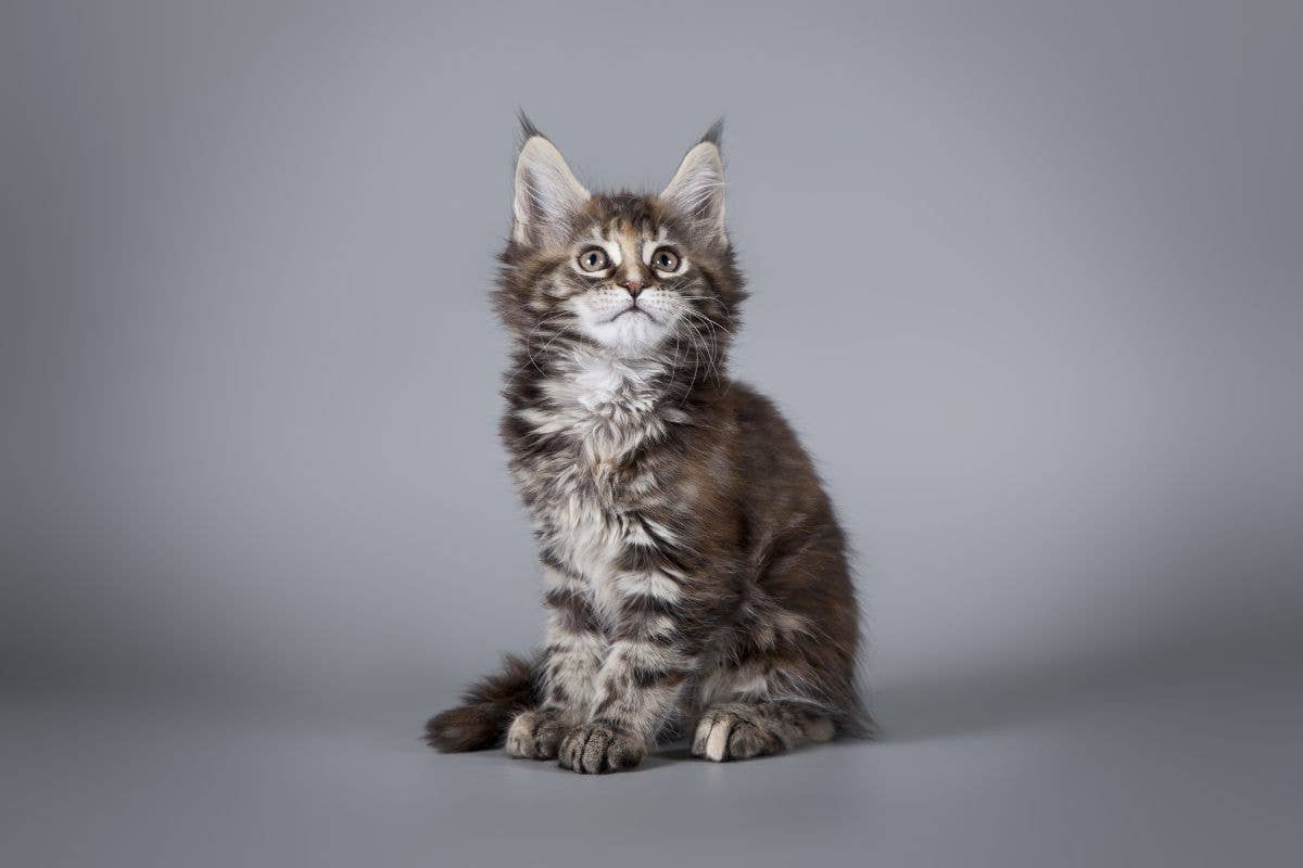 Tiny Maine Coon Kitten’s Extra Toe Beans Make His Paws Look Like Little ...