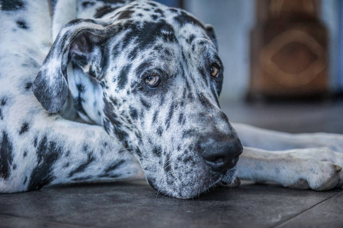 Great Dane Too Afraid To Walk Past Pomeranian Lets Everybody Know About ...