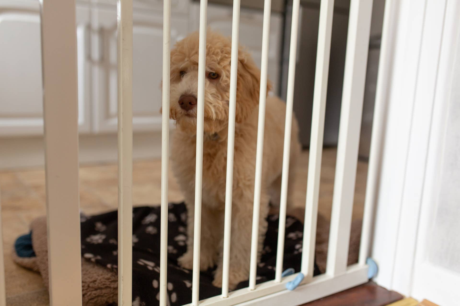 Determined Goldendoodle Puppy Makes Impressive 4-Foot Gate Escape Look ...