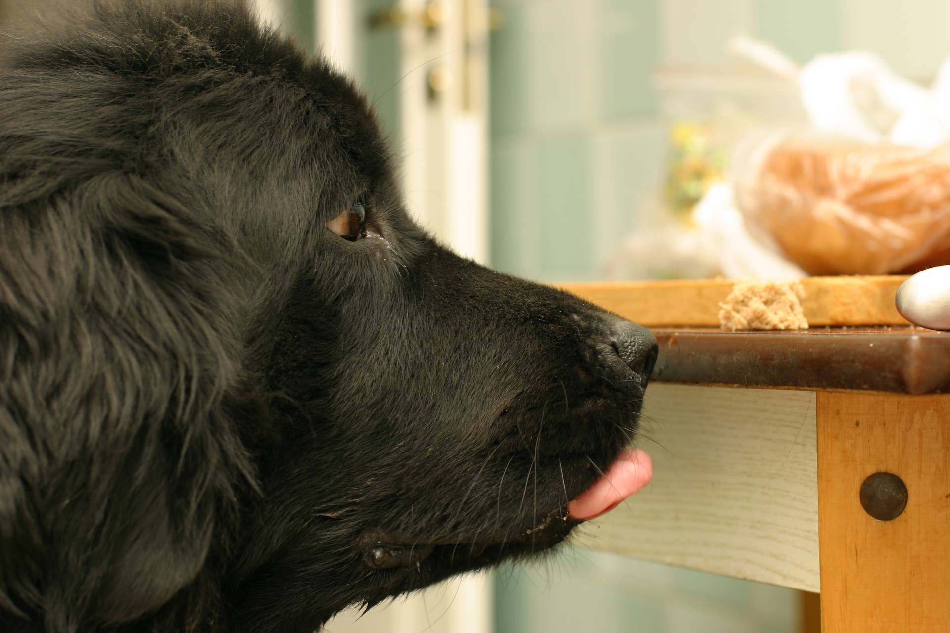 Sad Newfoundland’s Day Turns Around Thanks to One Simple Treat - PawNation