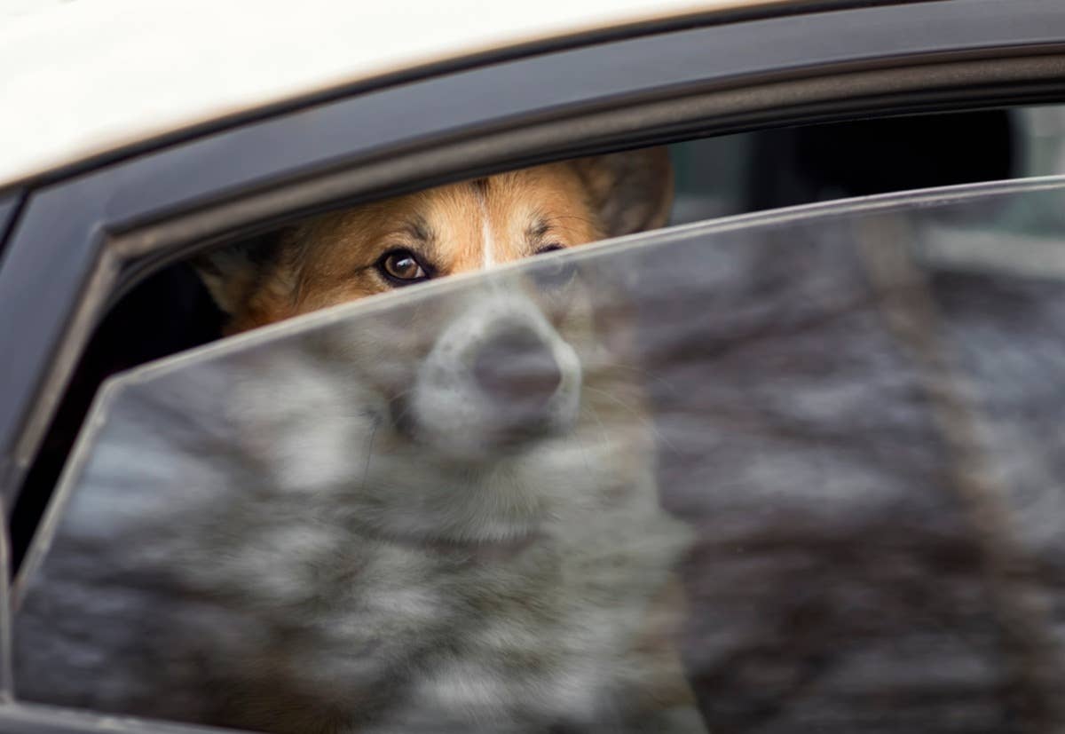 Dog Dad Gets Stuck in the Back Seat Between Pups After ‘Chaos Ensued ...