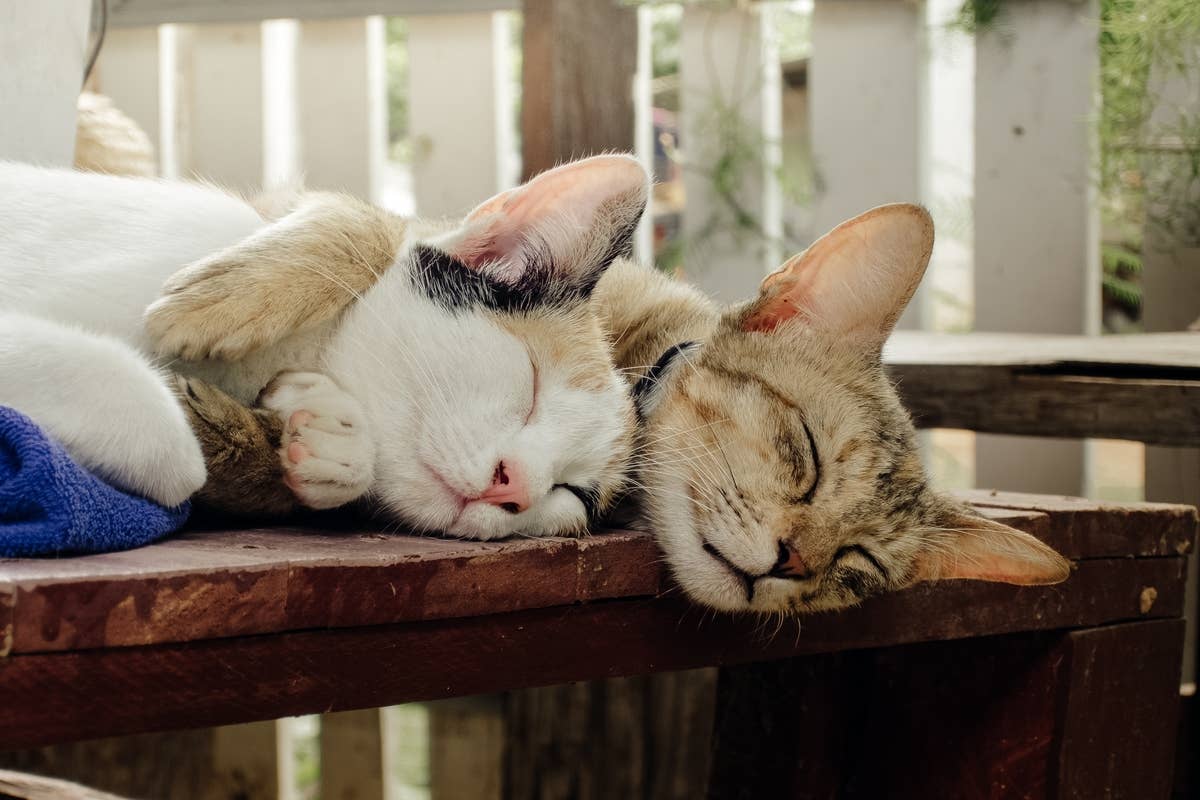 Father and Son Cats Take the Sweetest Nap Together - PawNation