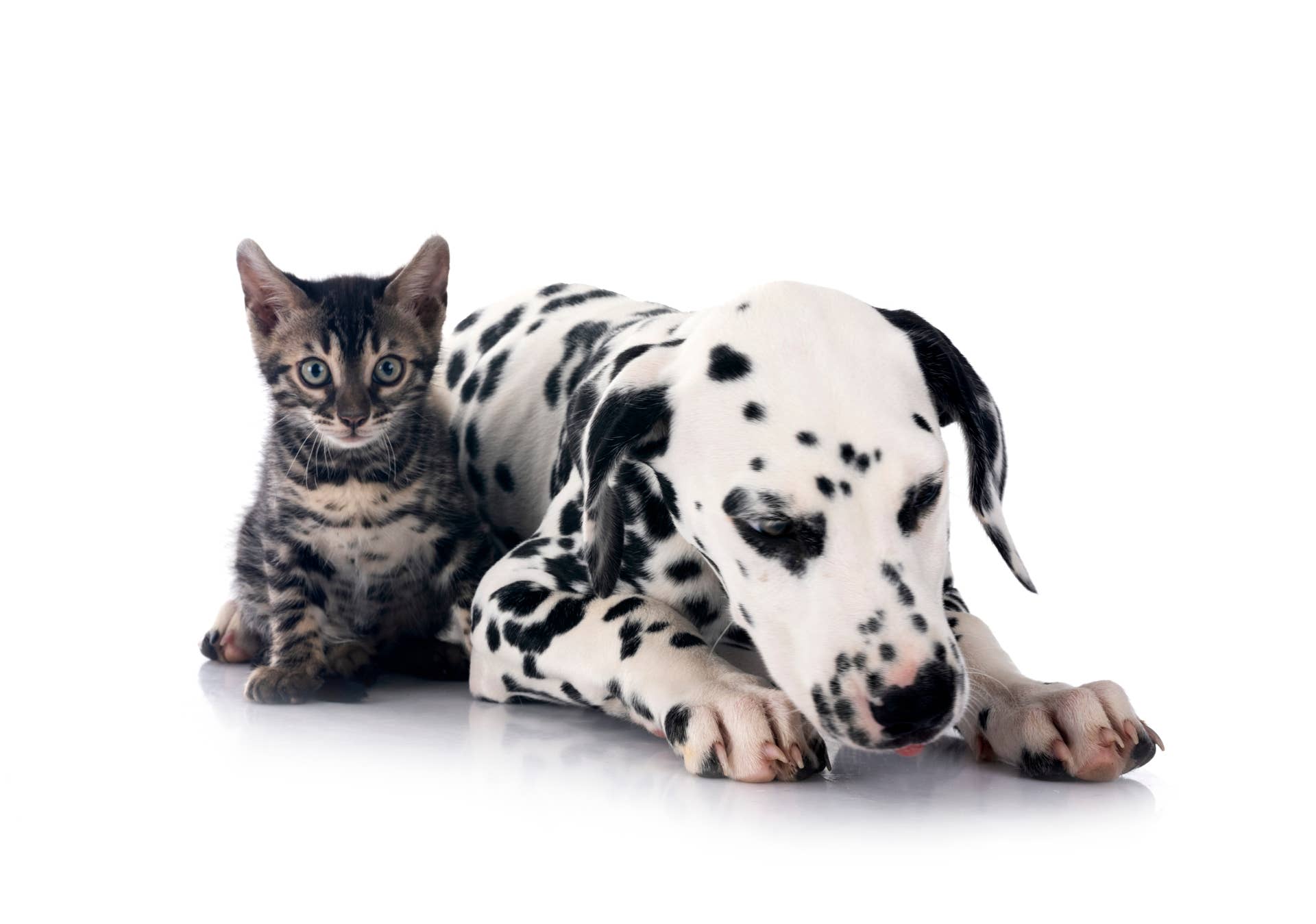 Dalmatian and Foster Kitten Are Inseparable Adventure Buddies - PawNation