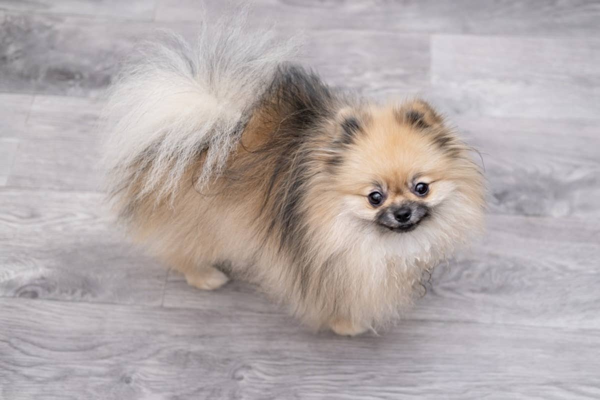Cute Pomeranian 'Cloud' Kicks Tiny Paws for More Pets - PawNation