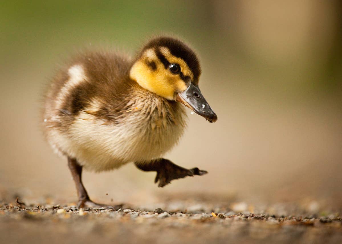 Woman Saves Duck Family From Drainage Ditch and They End up Adopting ...