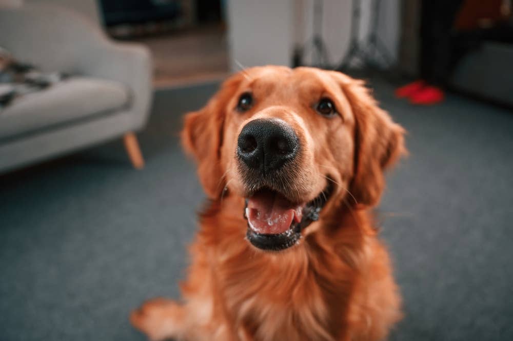 This Labrador’s Bond With Her Neighbor Is Too Wholesome - PawNation