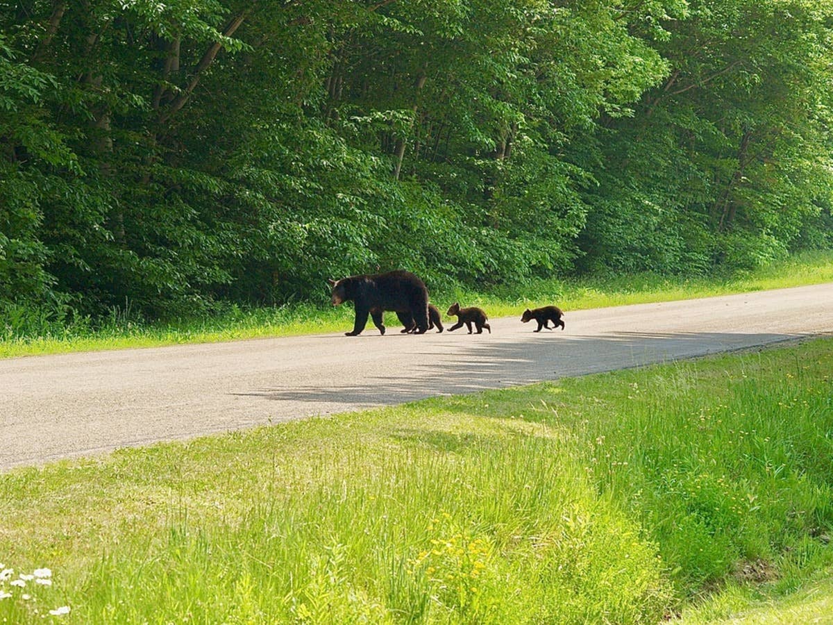 Mama Bear Realizes She’s Missing One of Her 5 Cubs and the Result Is ...