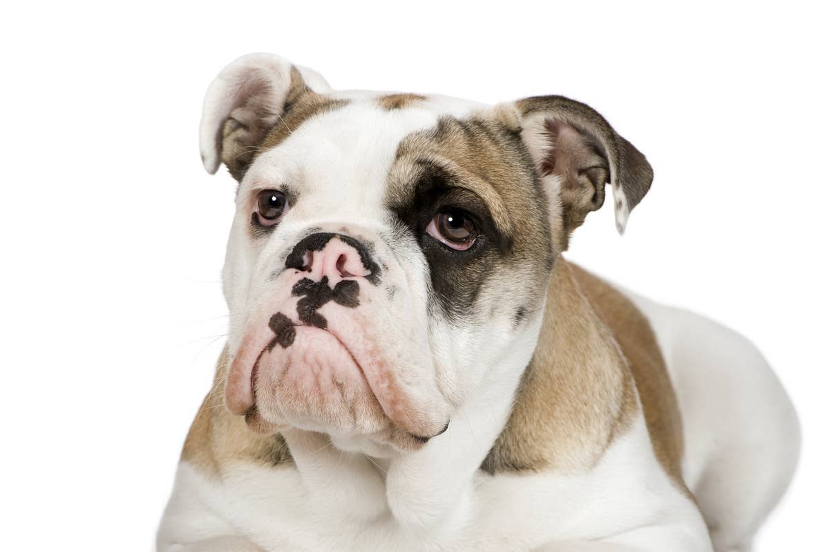 This Dramatic Bulldog Thinks Everything Is an Emergency - PawNation