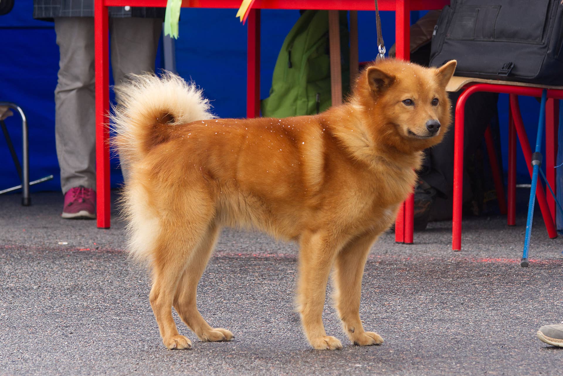 AKC Reveals the 20 Rarest Dog Breeds in the U.S. for 2025 - Paw Nation
