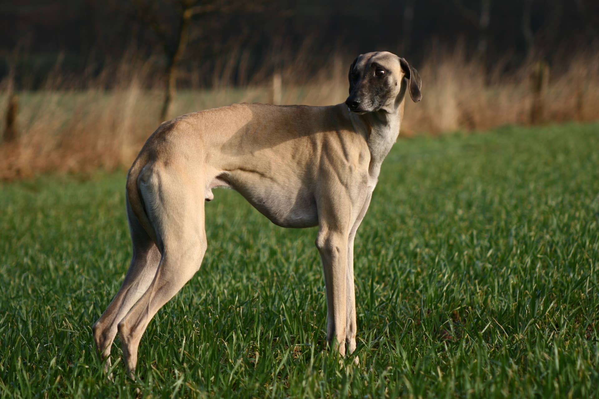 AKC Reveals the 20 Rarest Dog Breeds in the U.S. for 2025 - Paw Nation