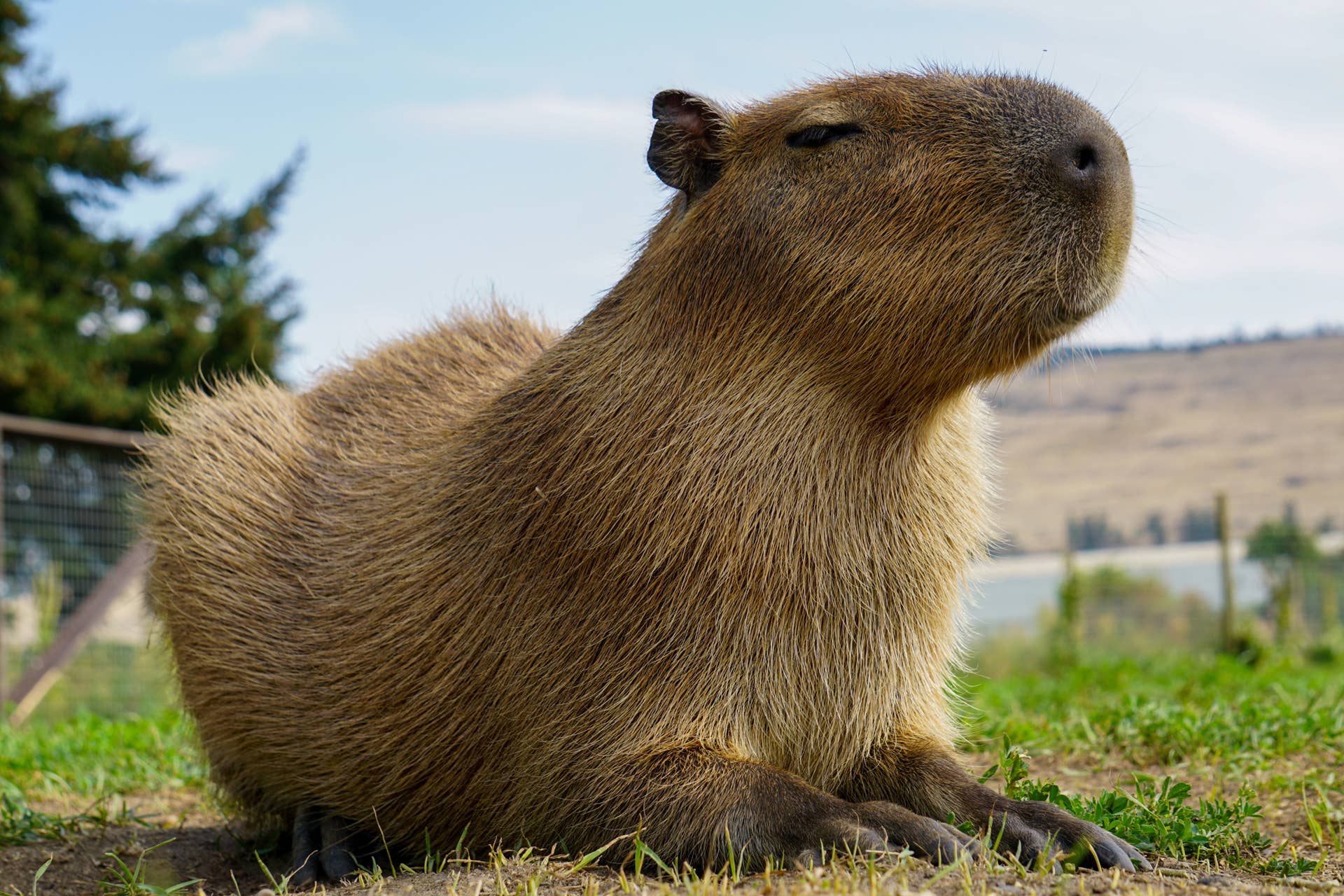Woman and Dog Meet a Friendly Capybara at Their Door - Paw Nation