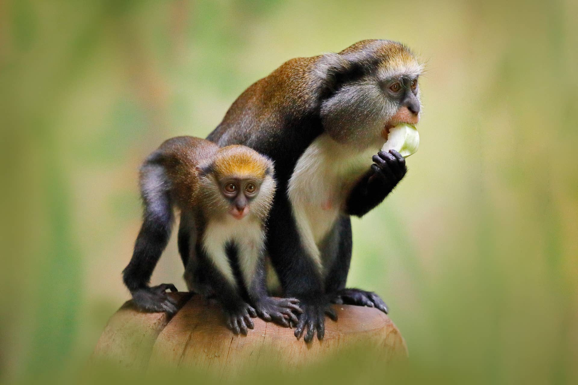 Newborn Monkey at Chattanooga Zoo Sports Tiny Mohawk - Paw Nation