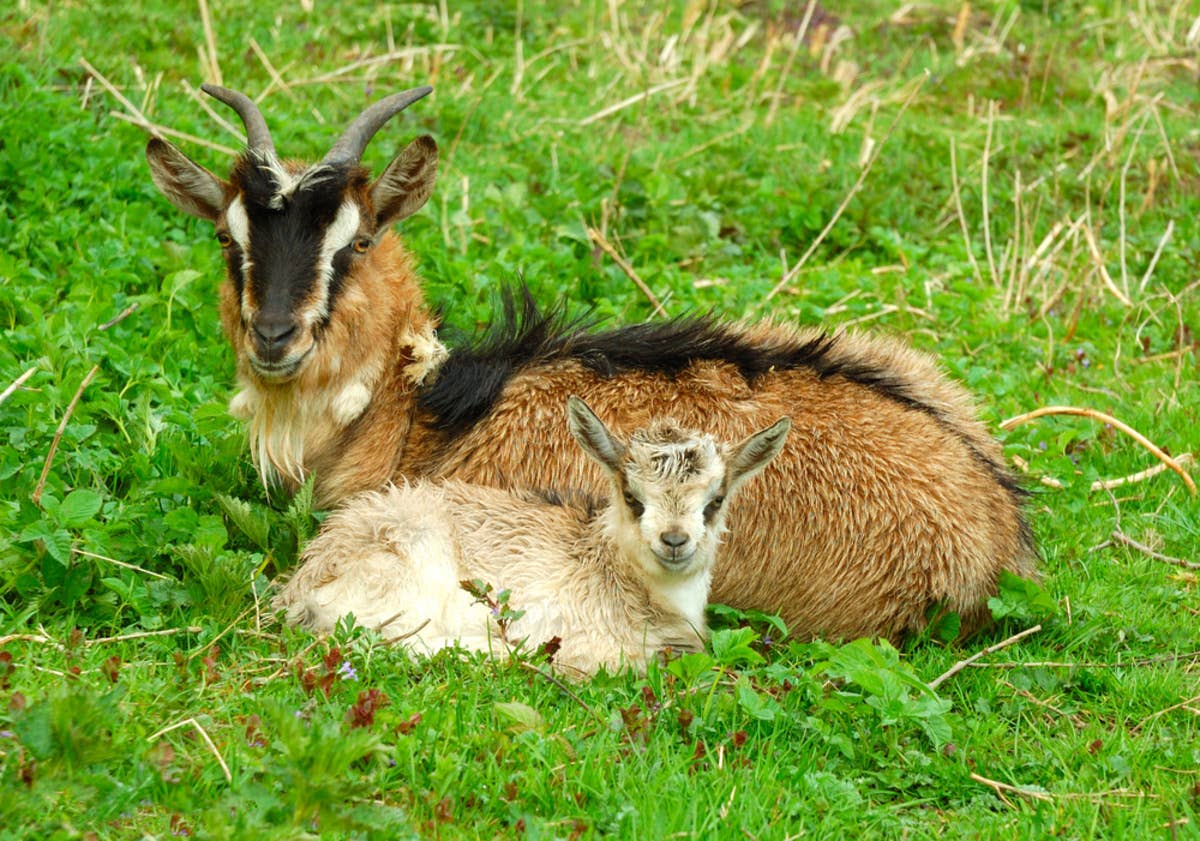 Screaming Goat Asking Mom for Help With Her New Babies Is Cracking ...