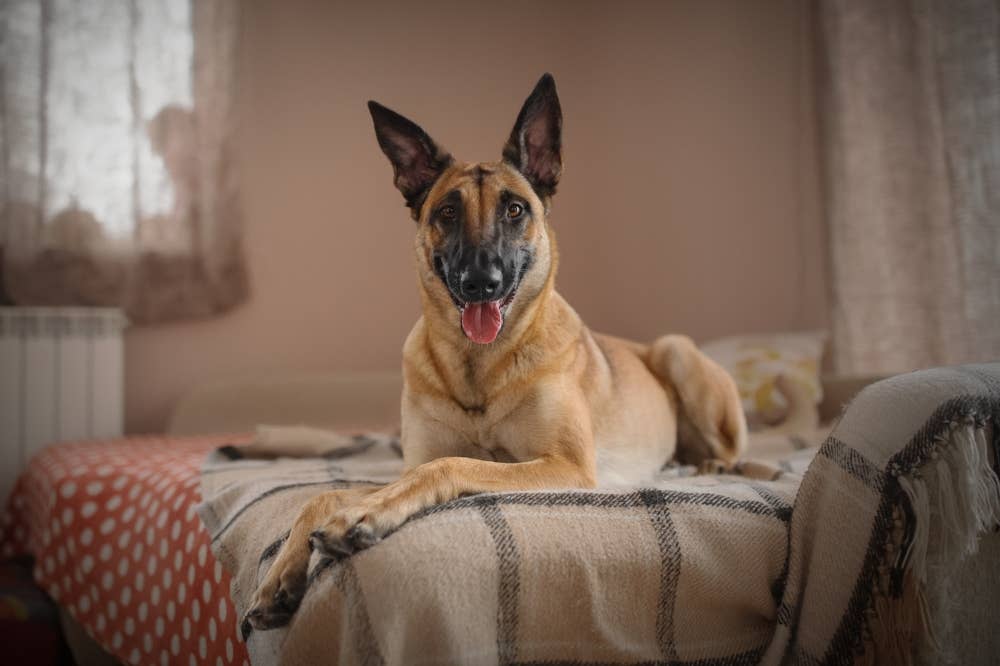 Belgian Malinois' Cookie Instincts Take Over in Precious TikTok Video ...