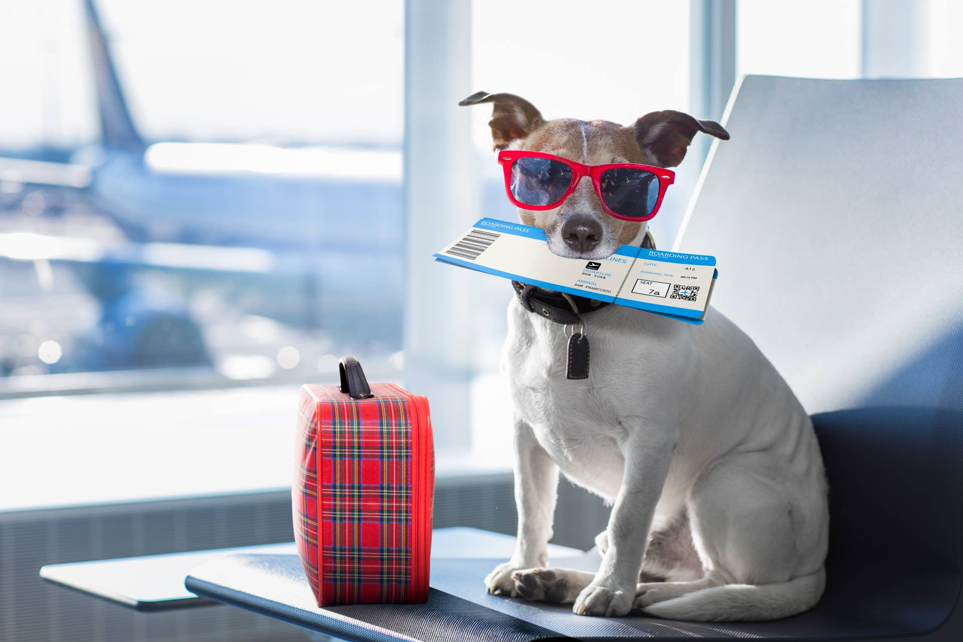 Vicuna Air's New 'Biscuit Class' Offers Luxury Pet Travel - Paw Nation
