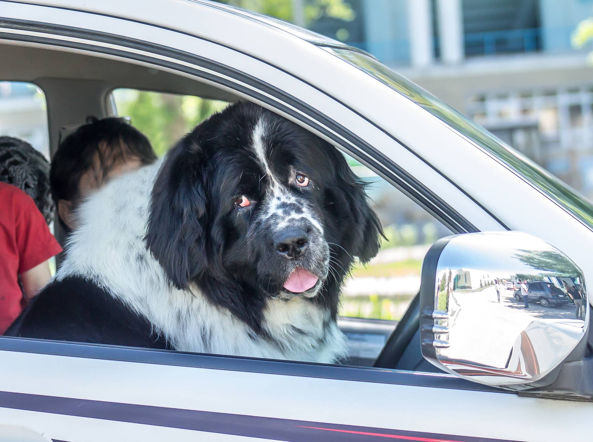 Newfoundland Proves He’s a Natural Lifeguard in Sweet Rescue Moment ...
