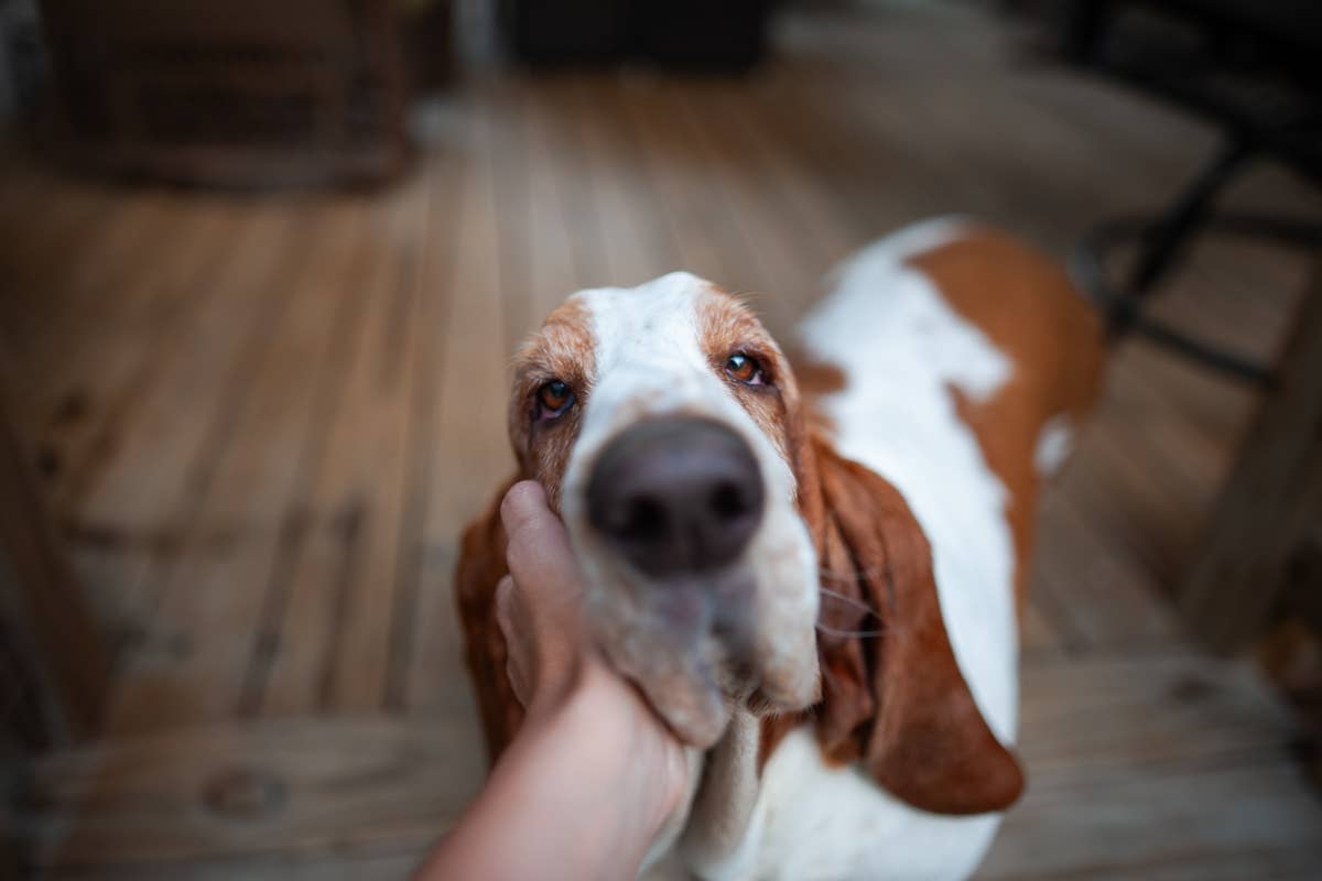 Basset Hound Expertly 'Manipulates' Mom Into Giving More Treats - PawNation