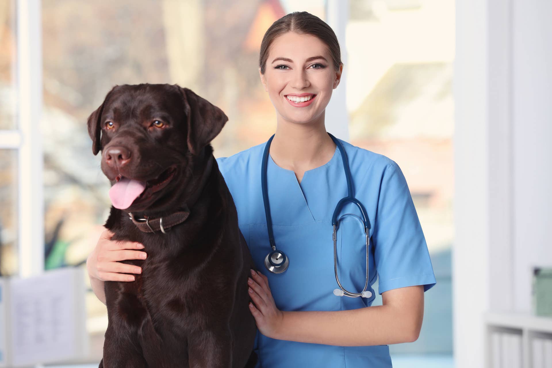 This Chocolate Lab’s Pre-Vet Pep Talk Is Stressing Everyone Out - Paw ...