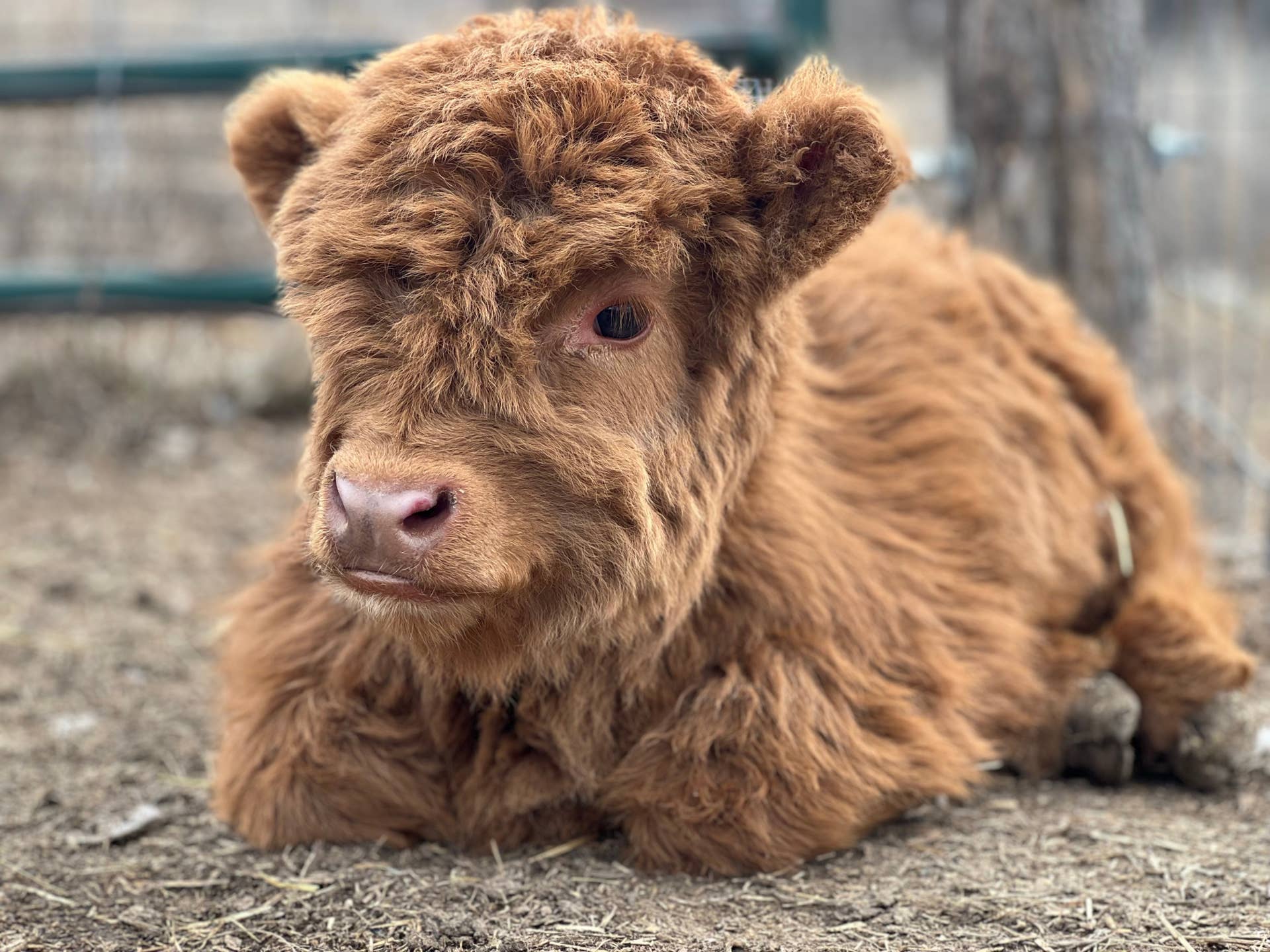 Kevin the Mini Cow Plays Hide-and-Seek in Adorable Viral Video - PawNation