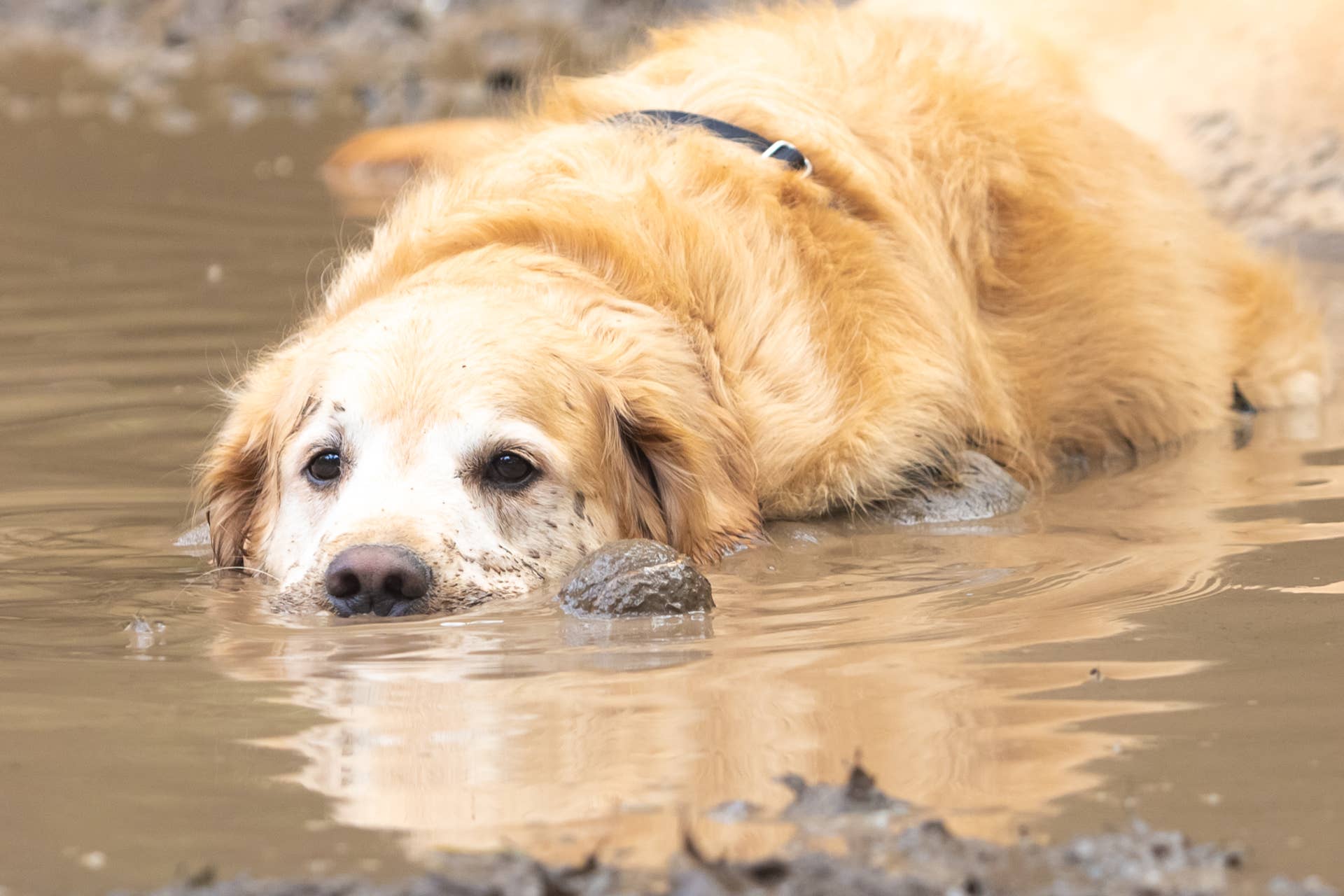 Golden Retriever Gets Hilariously Muddy Digging in Backyard - PawNation