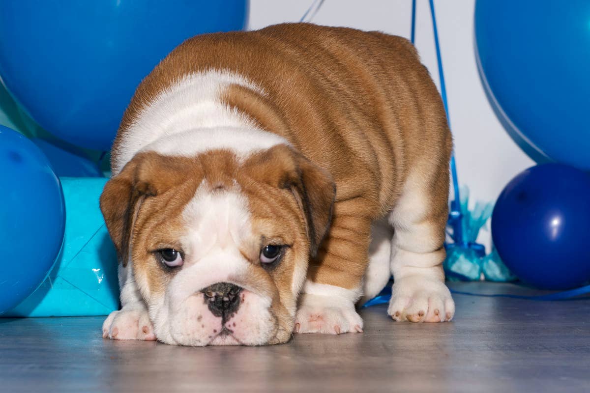 Bulldog's Trip to Balloon Museum Is Pure Magic - PawNation