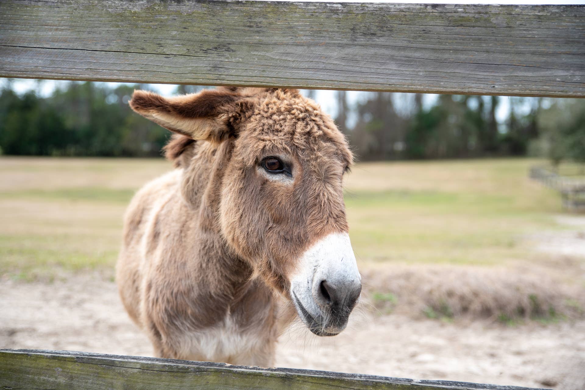 This Mini Donkey Turns Into a Total Velcro Baby Whenever Mom’s Around ...