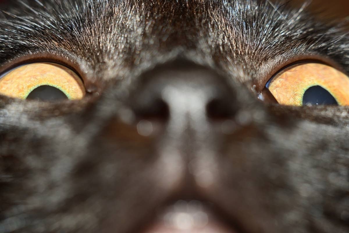 Special-Needs Rescue Cat Is 'Overwhelmed' by Foster Dad Duties With ...