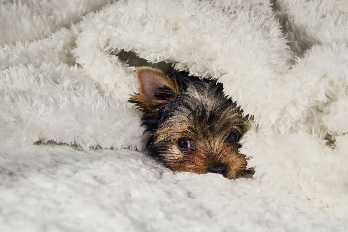 'Lost' Yorkie Hides in Plain Sight Under Cat Brother's 'Hugging Tail ...