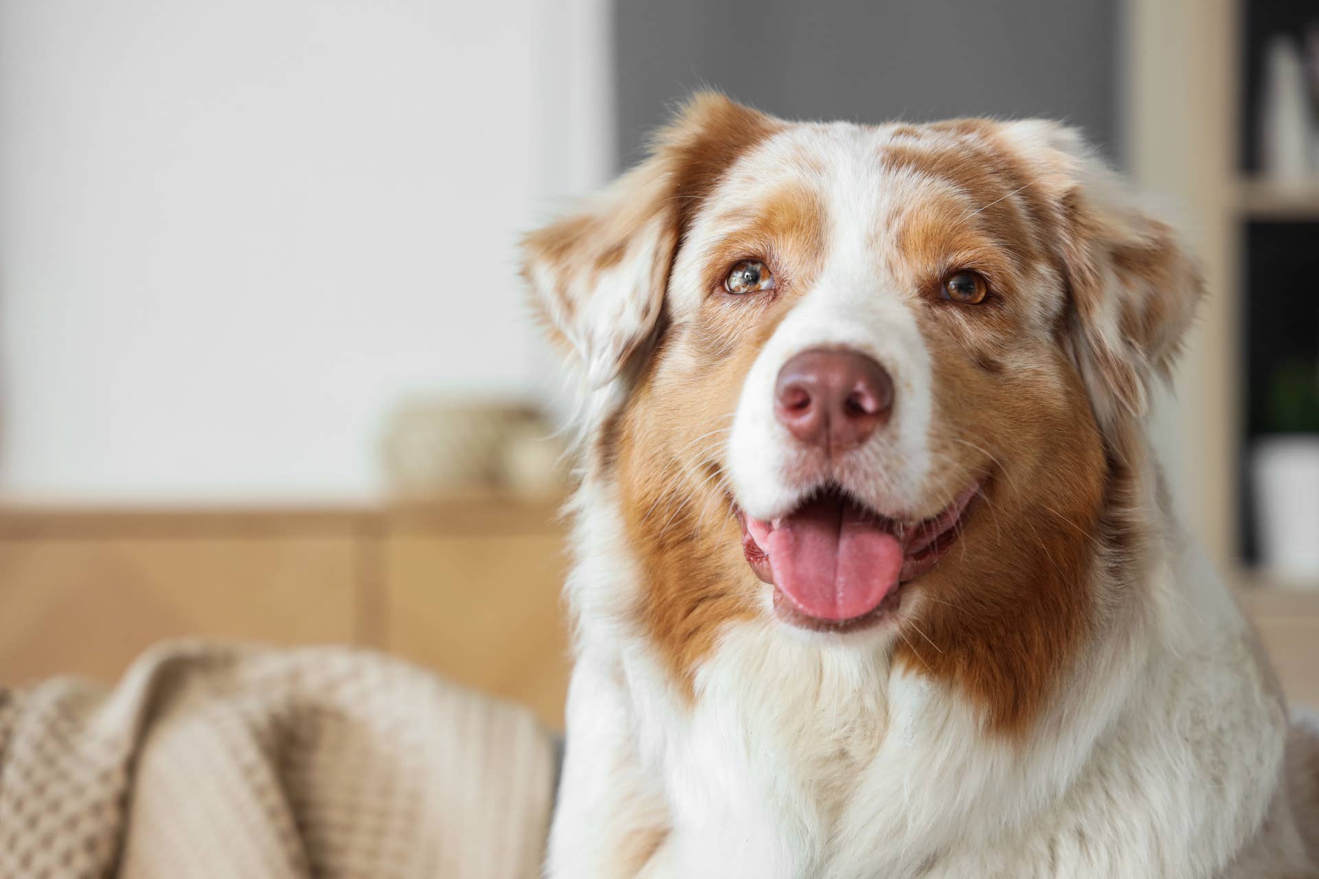 Breaking Pet and Animal News - PawNation