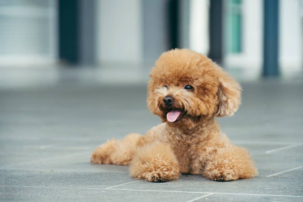 Tiny Toy Poodle’s Big Bark Leads to an Unexpected Tumble - Paw Nation