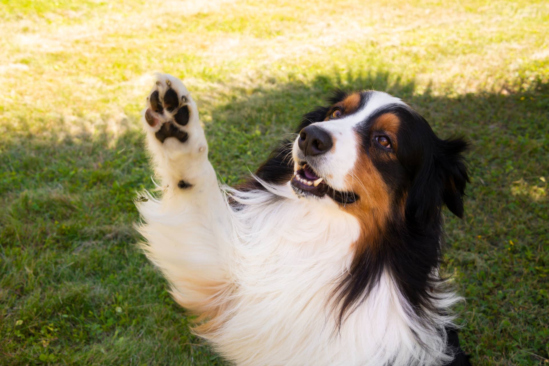 Watch This Black Aussie’s Proud Reaction to His Tricks - PawNation
