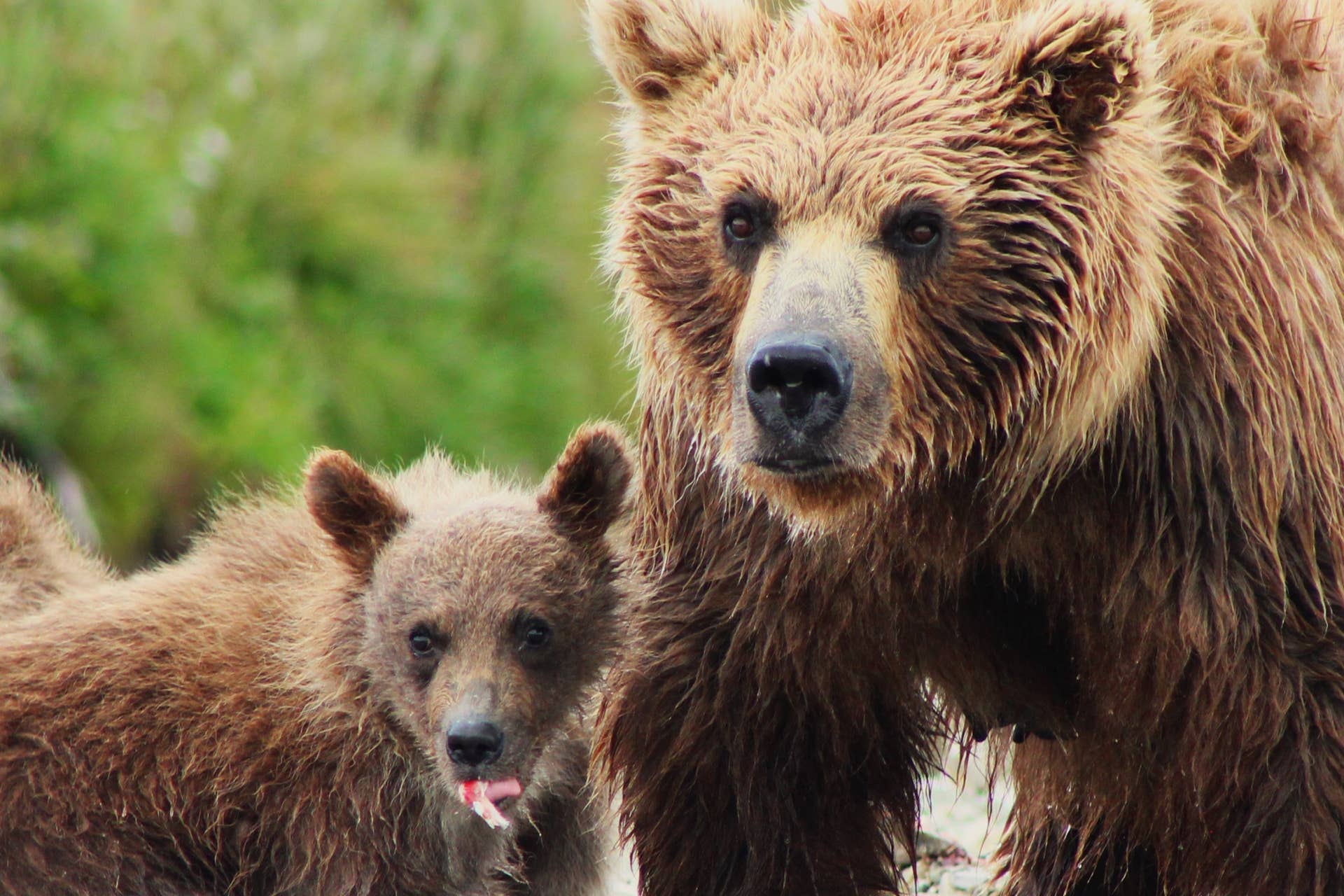 Mama Bear Refuses to Leave Cub Stranded Behind Wall - Paw Nation