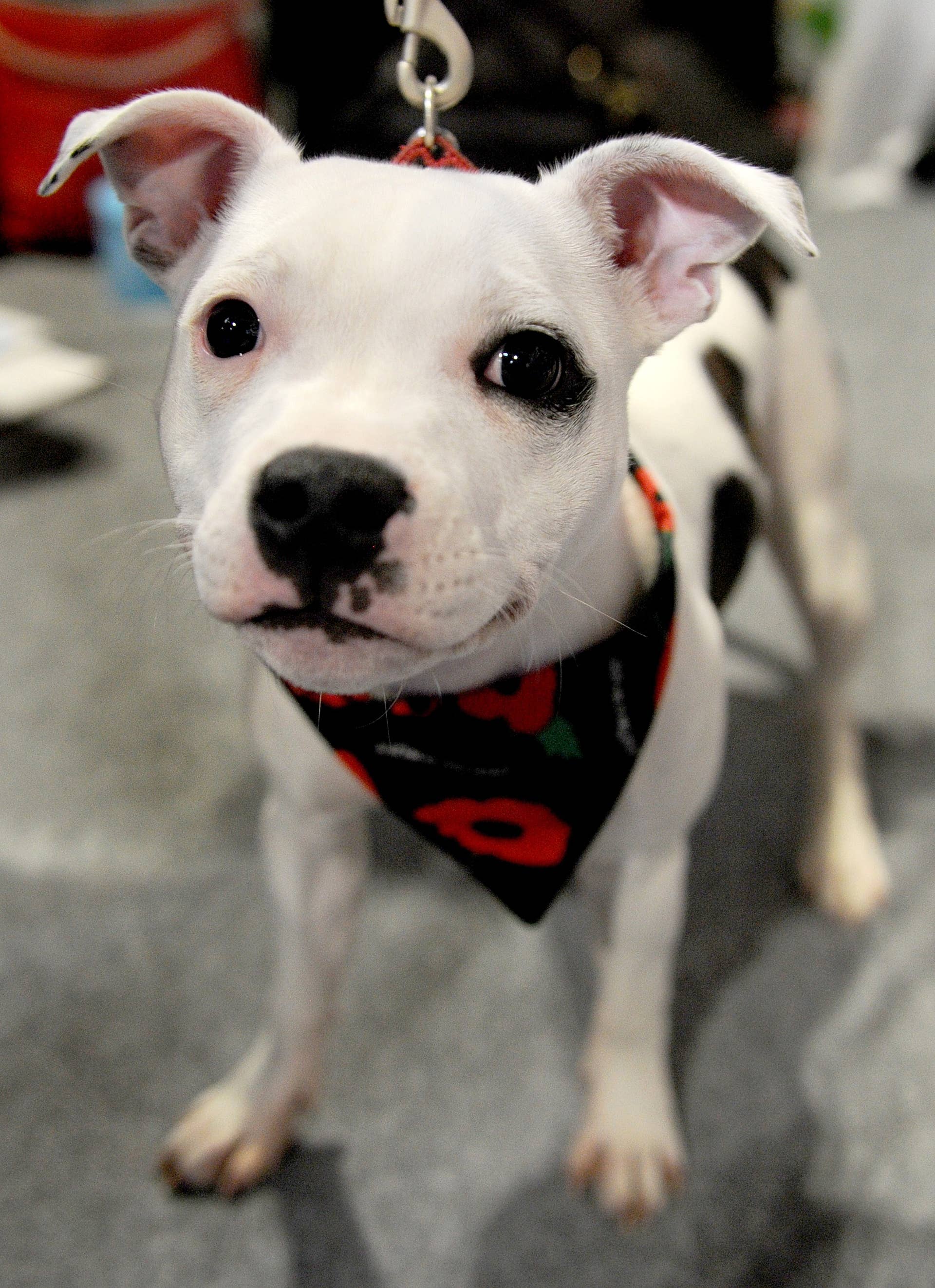 Rescued Pit Bull Puppy’s Reaction to Kindness Shows Just How Much She’s ...