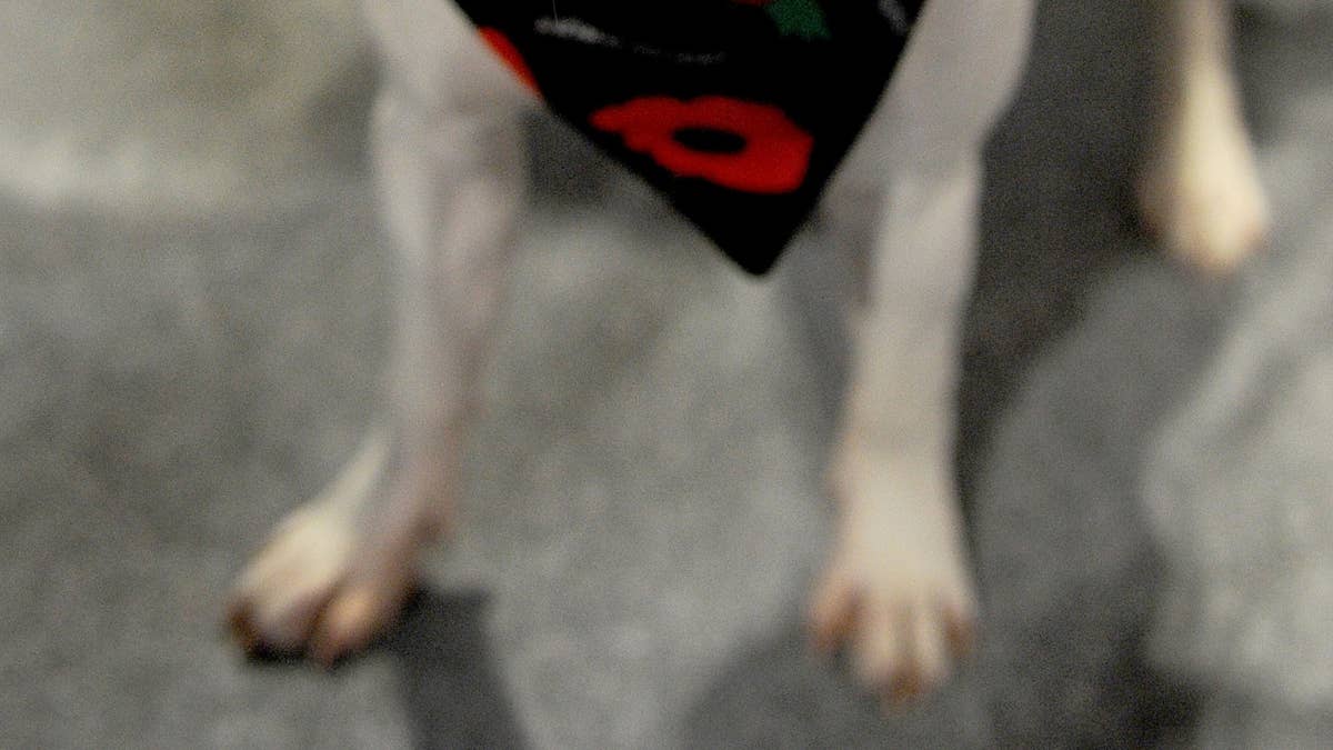 Rescued Pit Bull Puppy’s Reaction to Kindness Shows Just How Much She’s ...
