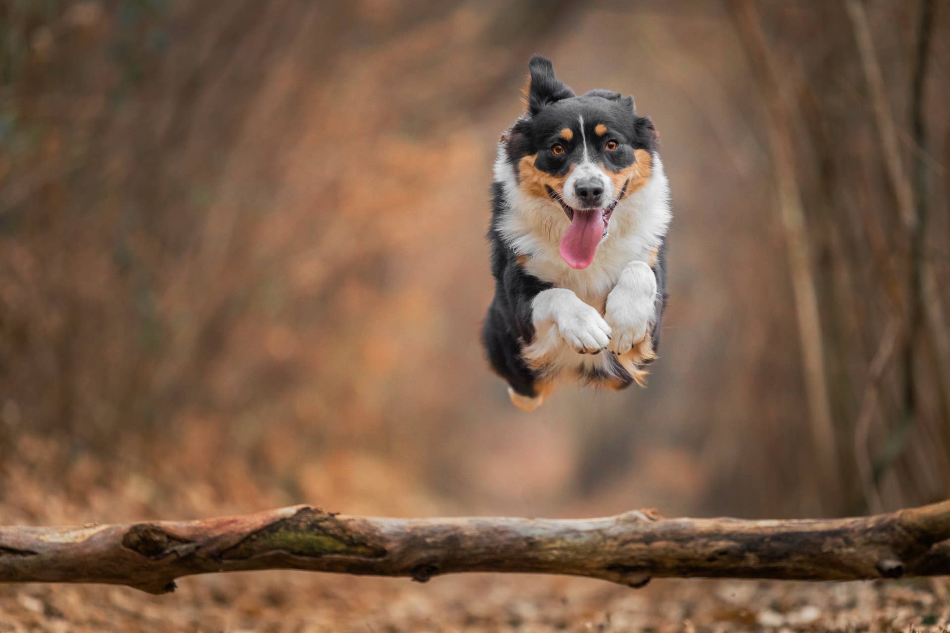 Australian Shepherd’s Attempts To Jump Into a Truck Have the Internet ...