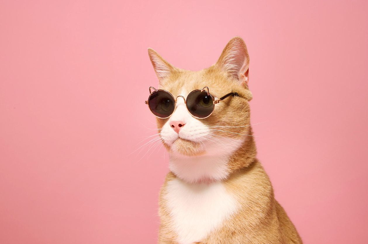Petco’s 2026 Summer Line Has 100+ Cute New Items - Paw Nation