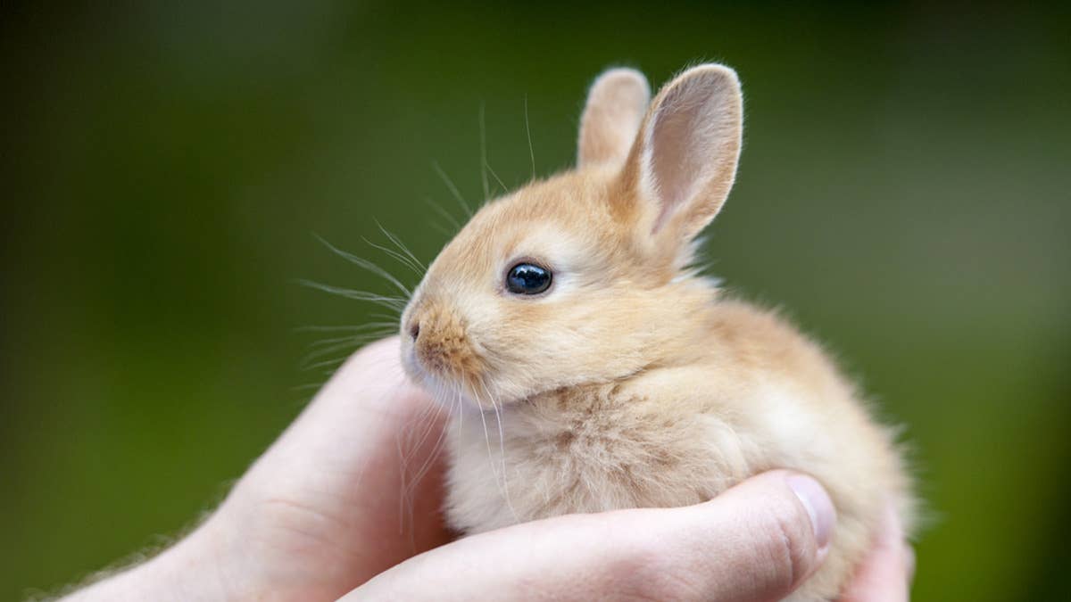This Baby Bunny Has Unlimited Access to Mom’s Milk and It Shows - PawNation