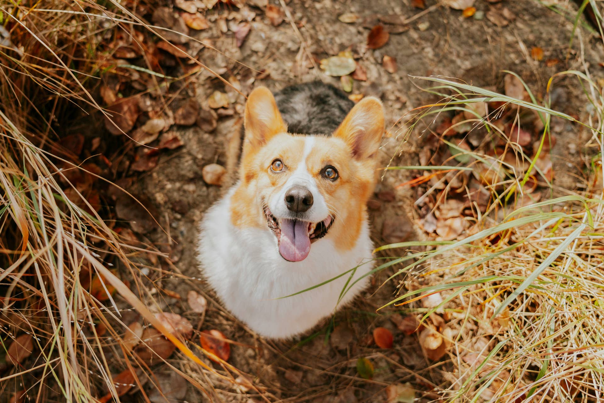 Mom's Clever Solution to Her Corgi's Gross Habit Has Pet Parents ...